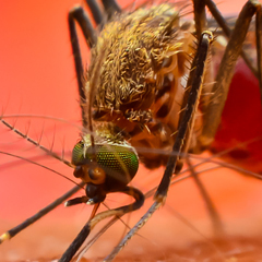 From evergreening to thicketing: exploring manipulation of the pharma ...